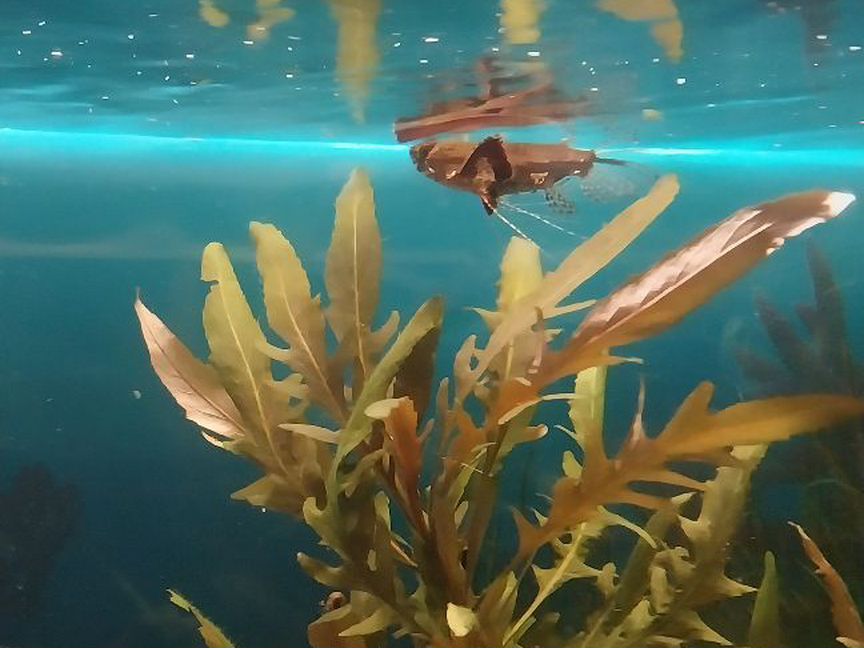 Рыба бабочка- пантодон