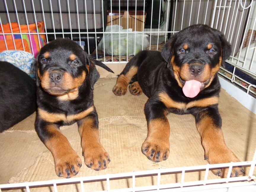 Ротвейлера щенки
