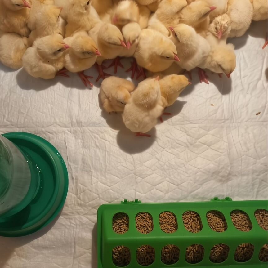 Бройлерные цыплята