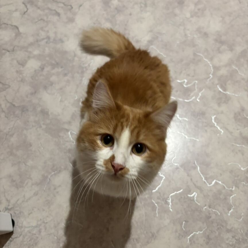 Кошка