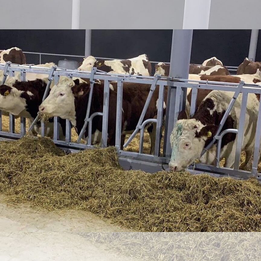 Хэдлок для крс шейный фиксатор