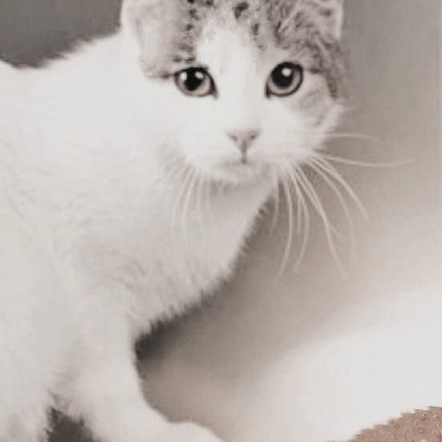 Котик 5 мес.очень смышленый, умный