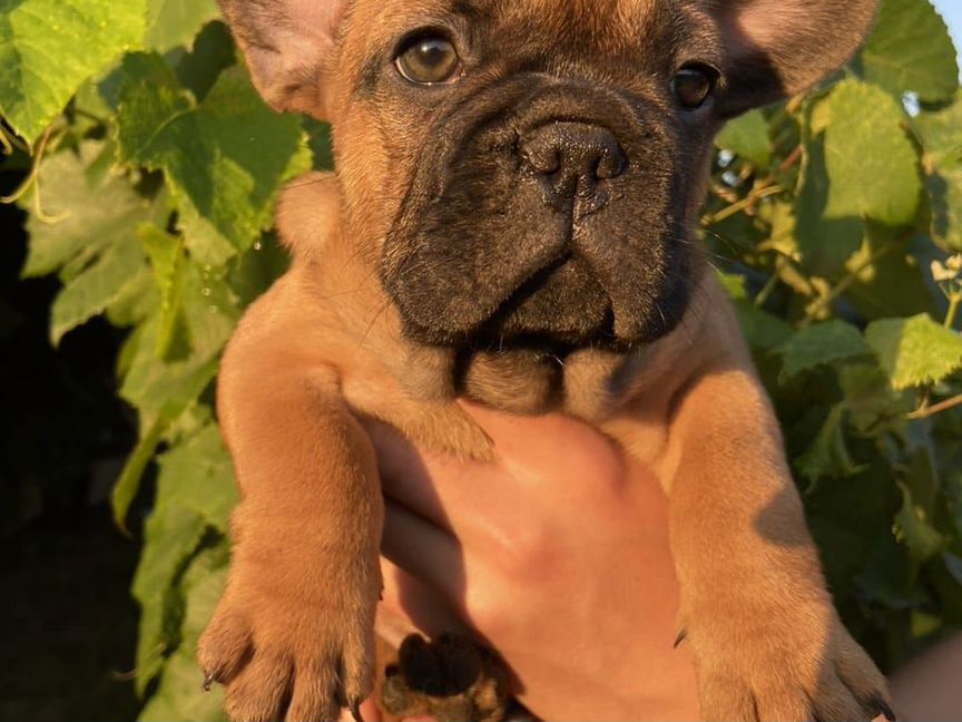 Чудесные французики