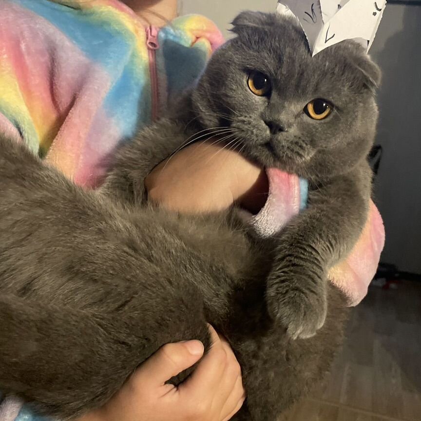 Шотландский вислоухий короткошёрстный, взрослый кот