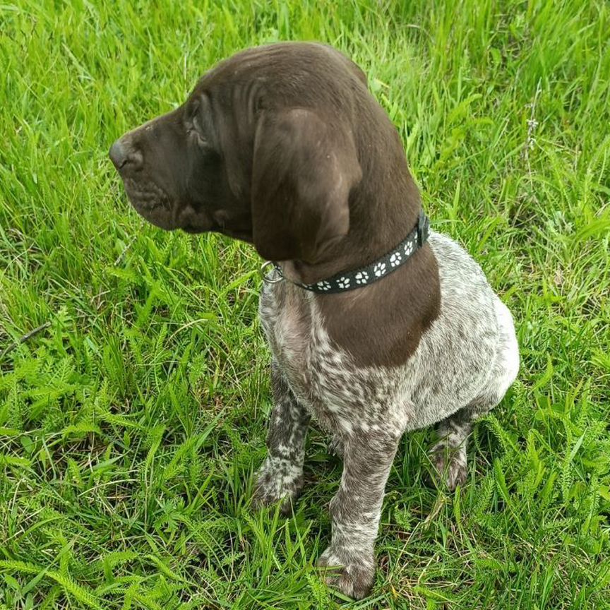 Курцхаар, щенок