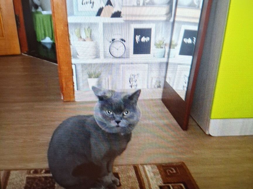 Британский кот