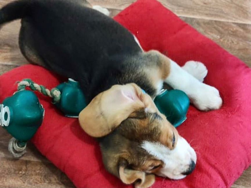 Щенки бигля с документами