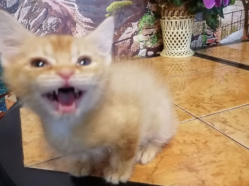 Котенок цвета персик