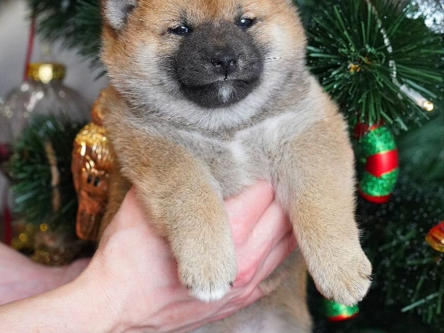 Девочка сиба ину