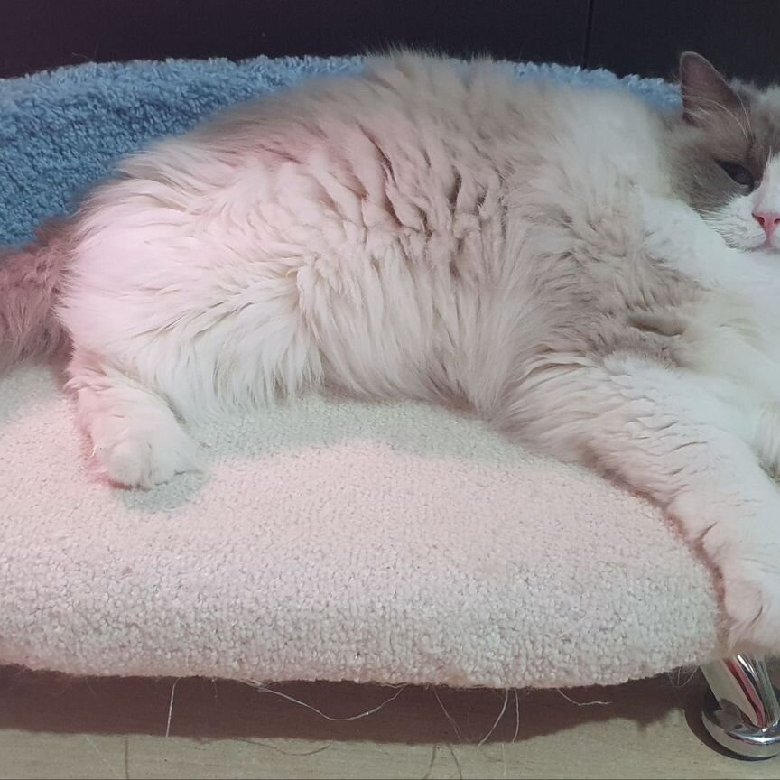 Кот рэгдолл