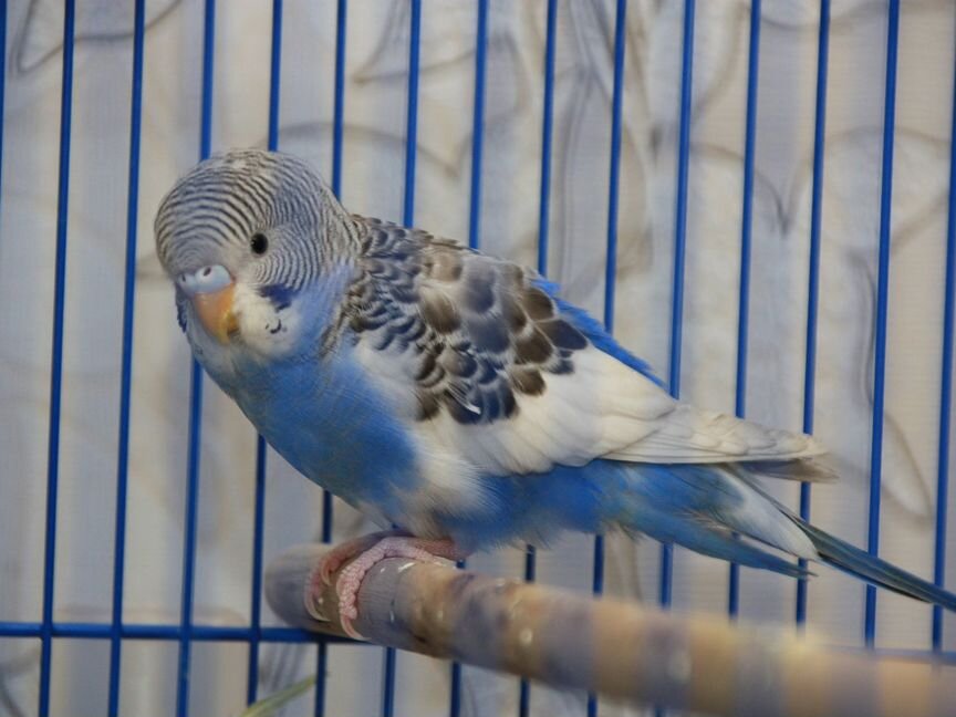 Волнистый попугай, самка