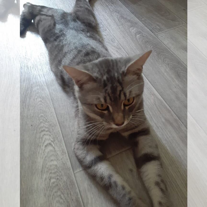 Котик, 10 месяцев