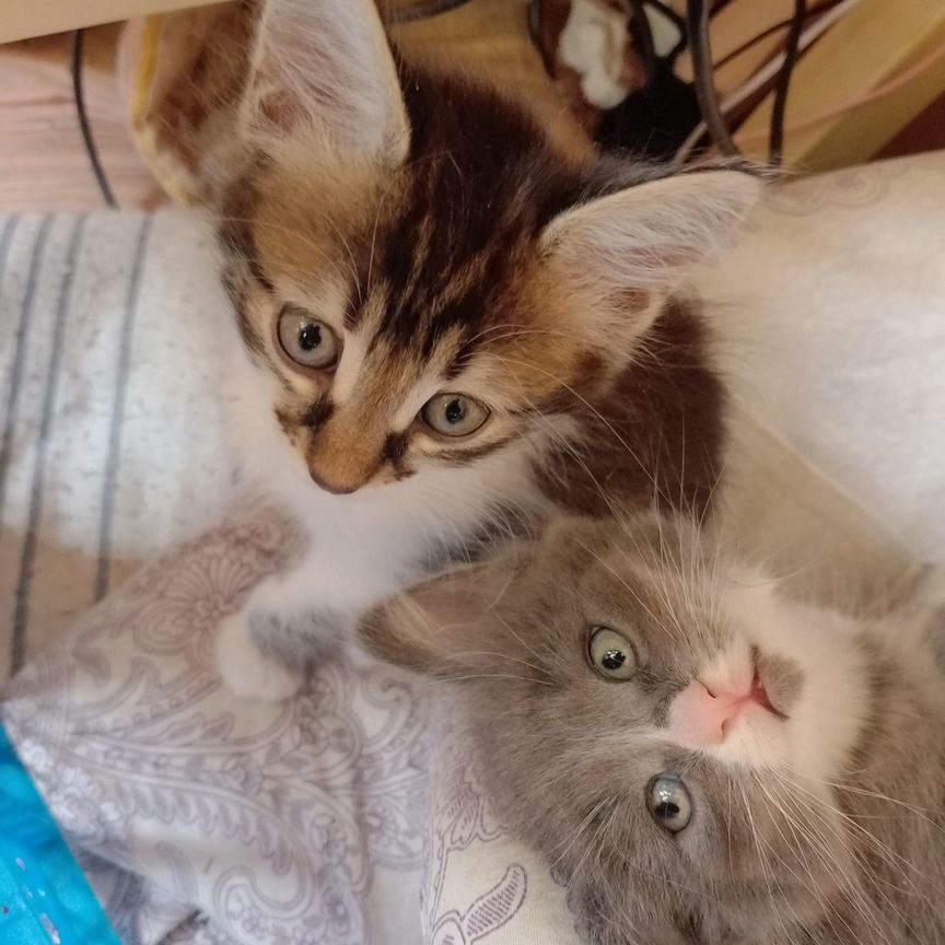 Отдам милых котят в добрые руки