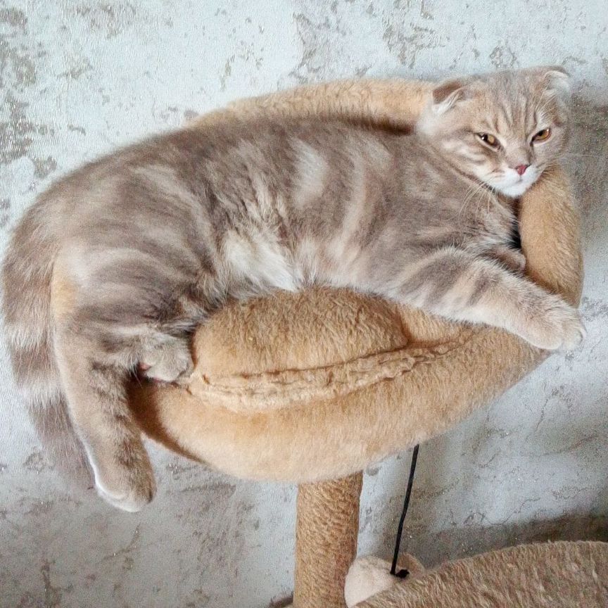 Котёнок шотландский вислоухий