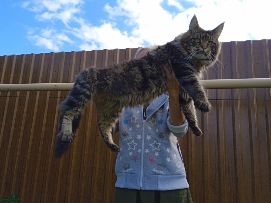 Мейн-кун кот взрослый