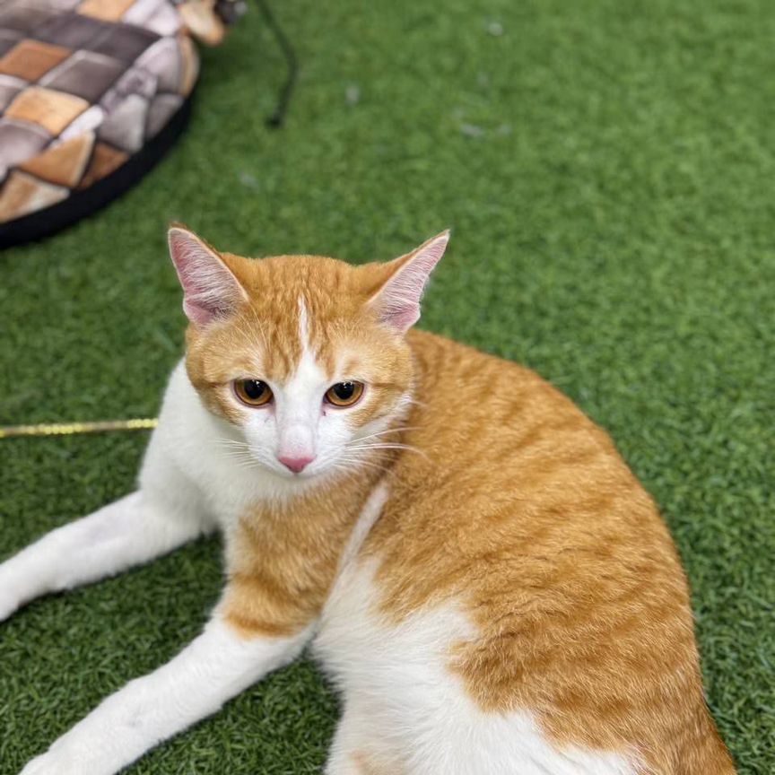 Котик в добрые руки