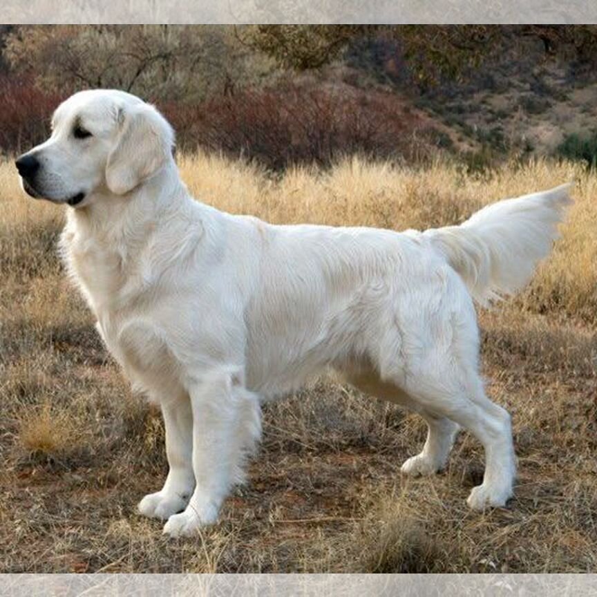 Золотистый ретривер, взрослая собака