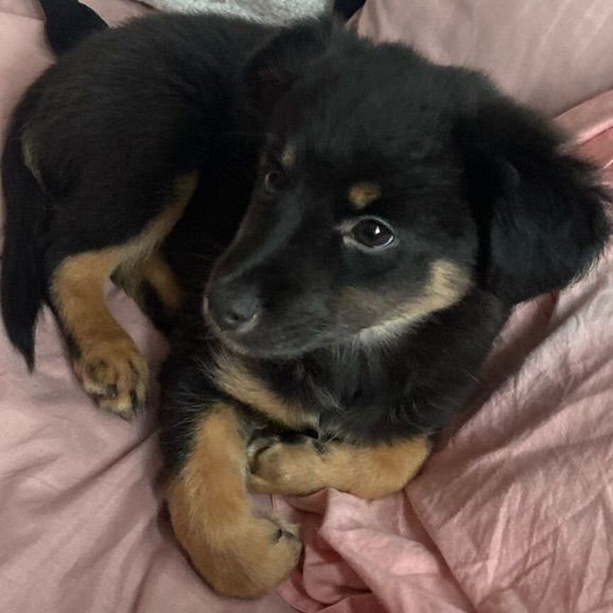 Немецкая овчарка, щенок