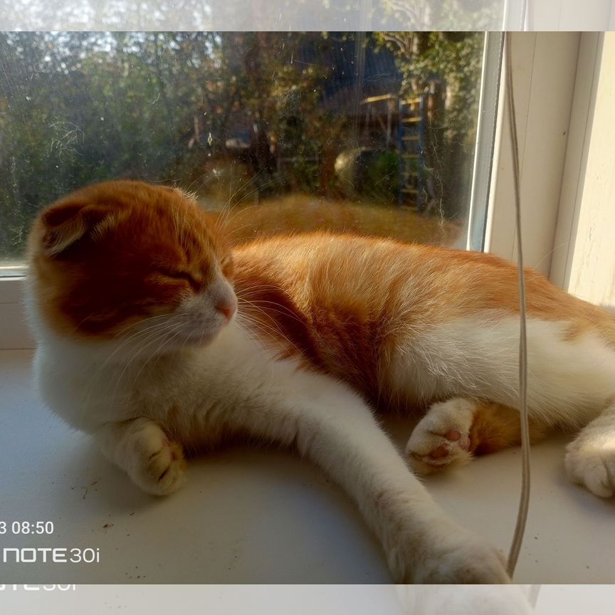 Отдаю кота в добрые руки