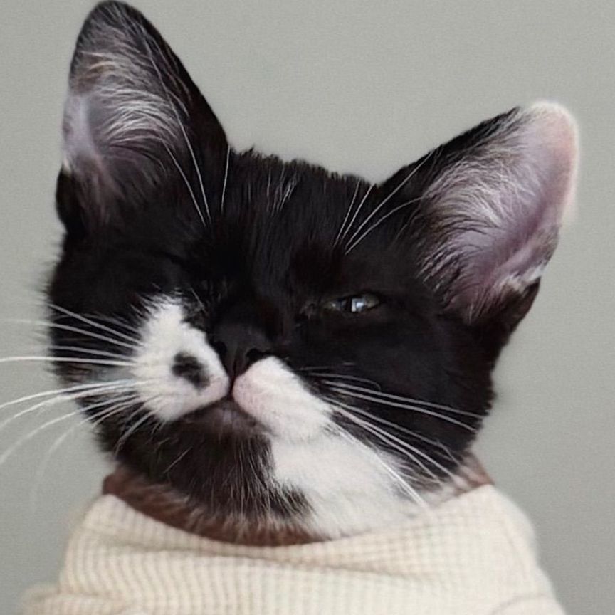 Котёнок в добрые руки