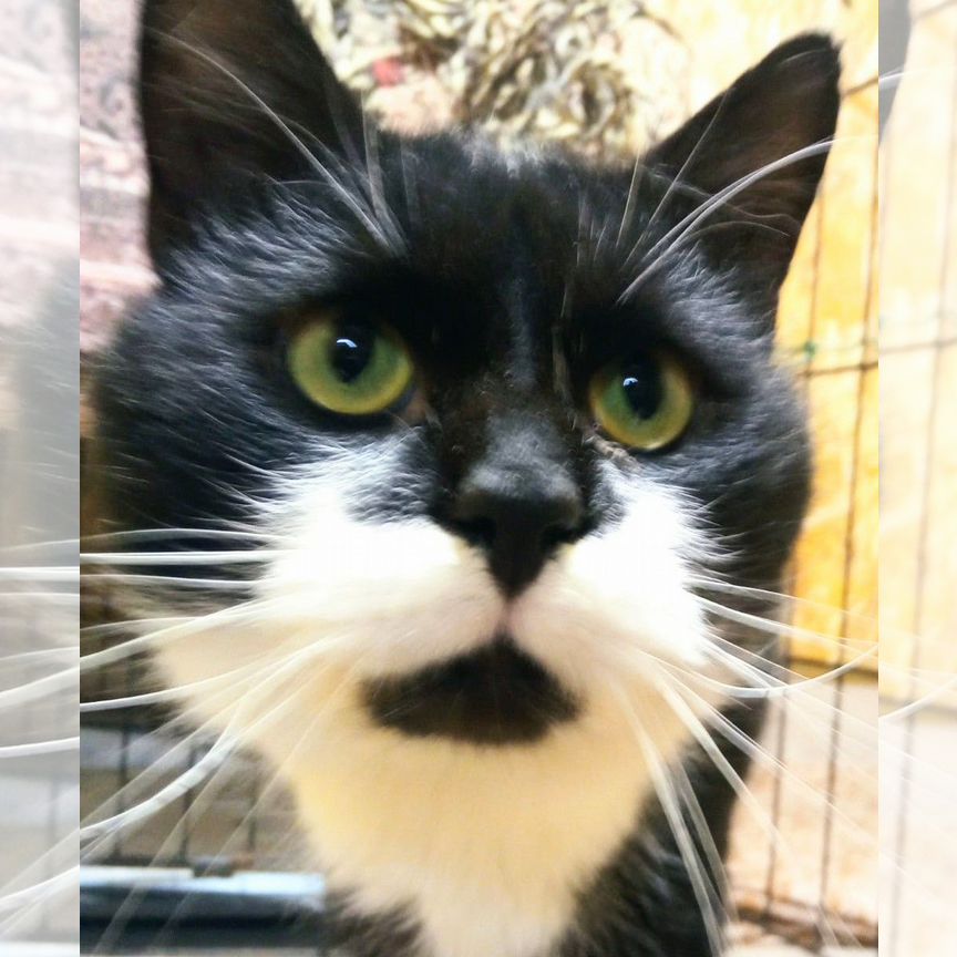 Взрослый кот в добрые руки