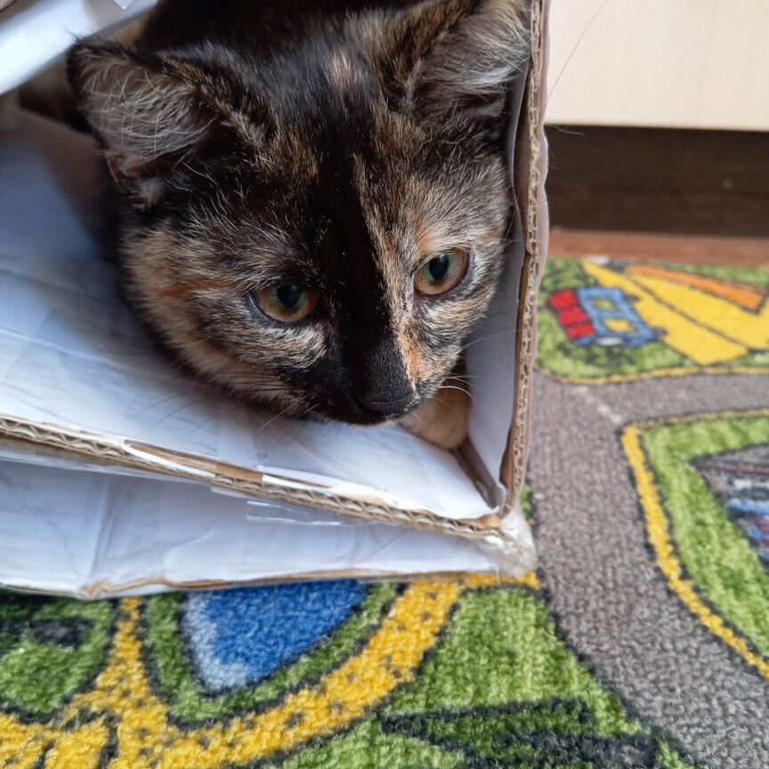 Котёнок богатка