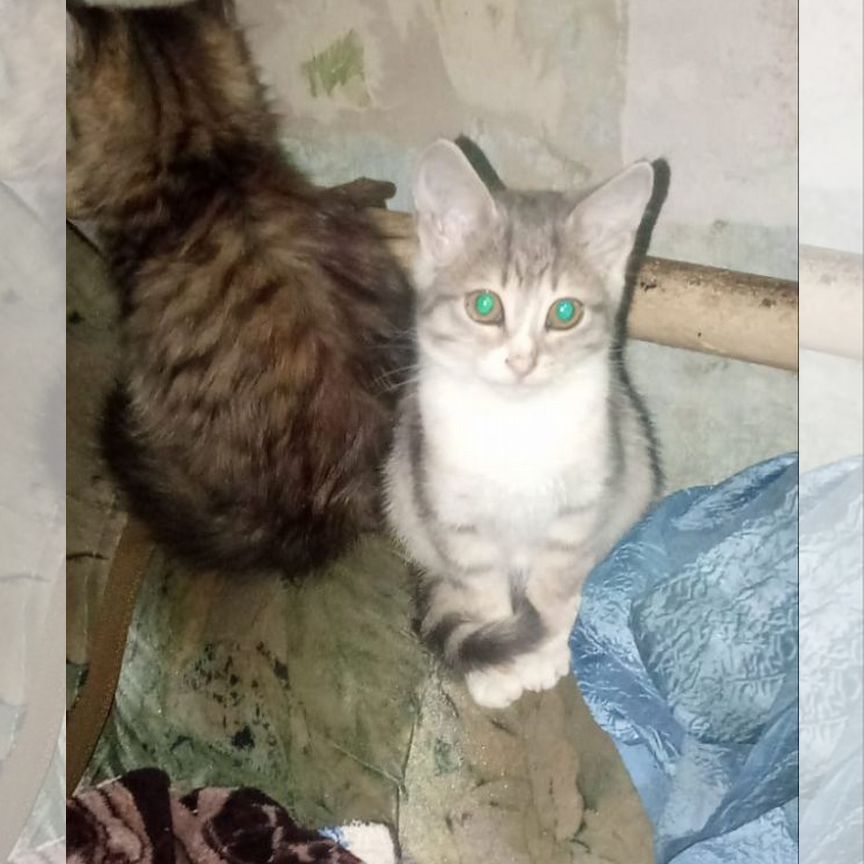 Котенок
