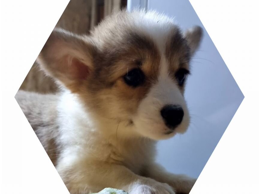 Вельш корги пемброк