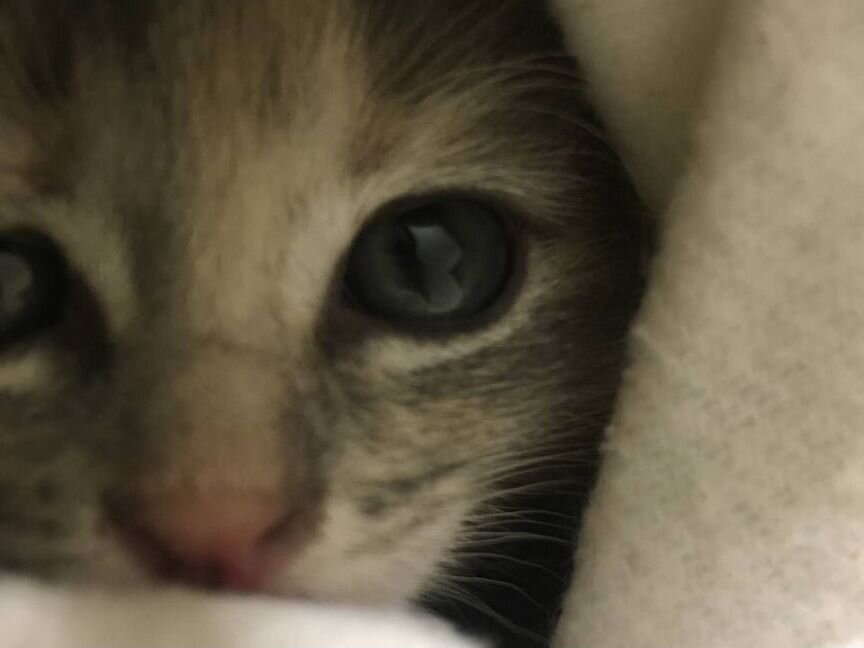 Шотландские и британские котята