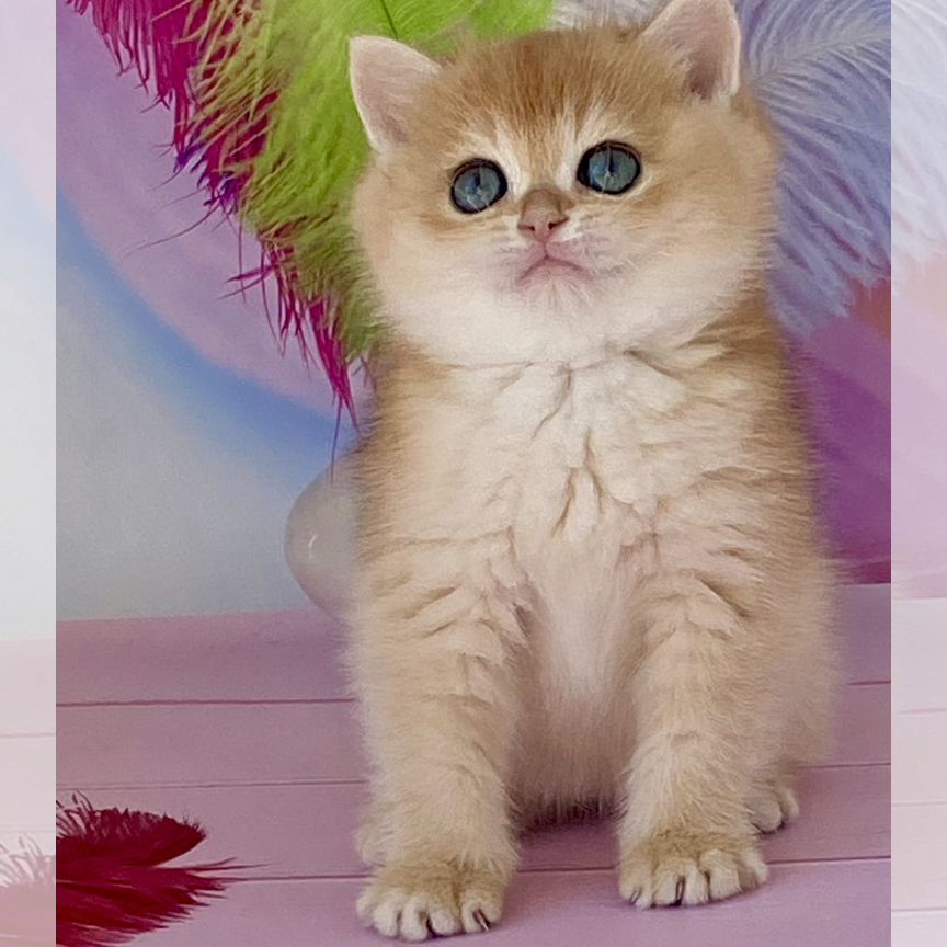 Плюшевый британчик