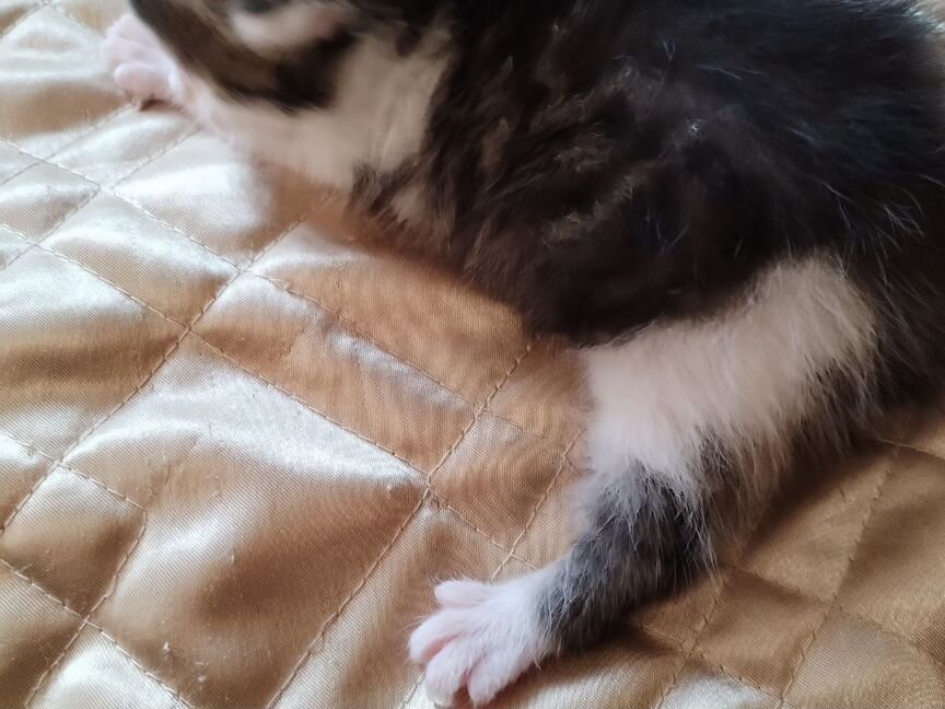 Котенок курилького бобтейла