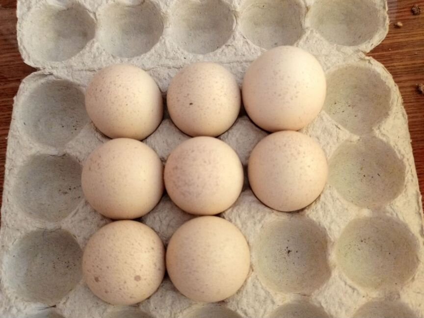 Инкубационное яйцо кеклика