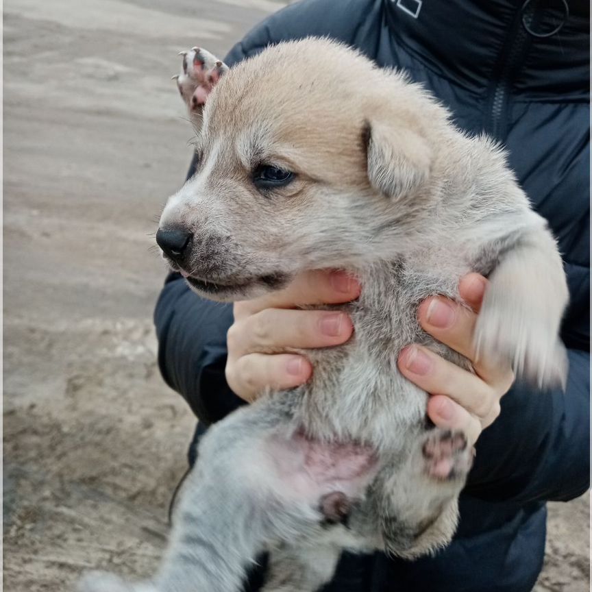 Щенок в добрые руки