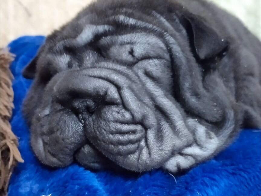 Шикарный щенок шарпея, голуболиловогенный