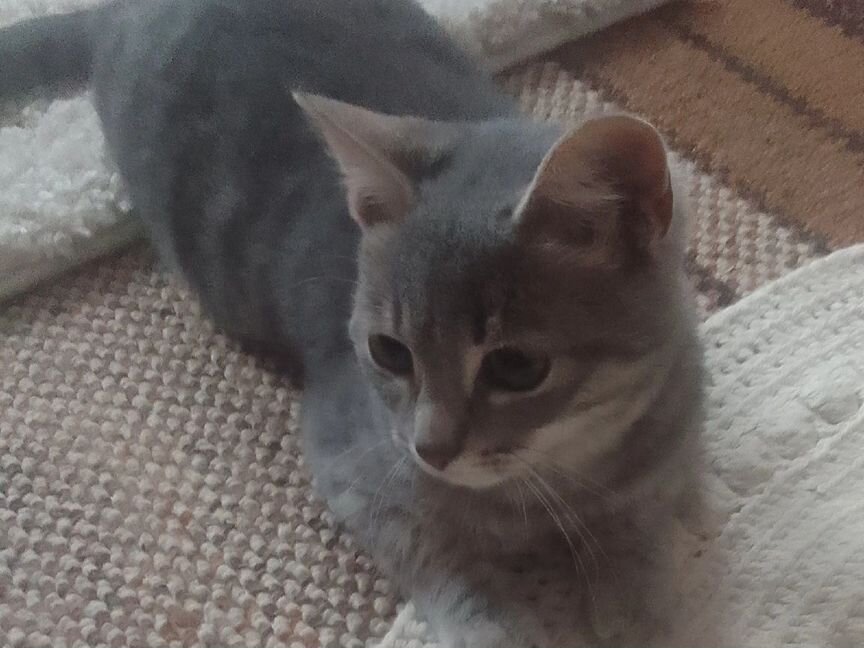 Серенький котик красавчик