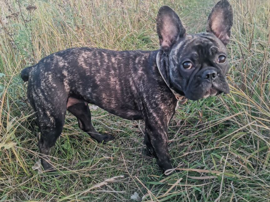 Французский бульдог щенок 10 месяцев девочка