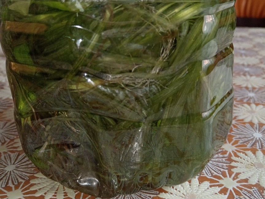 Аквариумные водоросли криптокорина и валлиснерия
