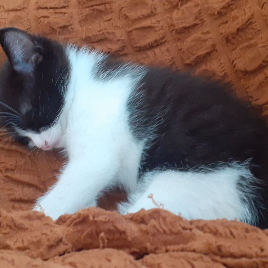 Котикбесплатно