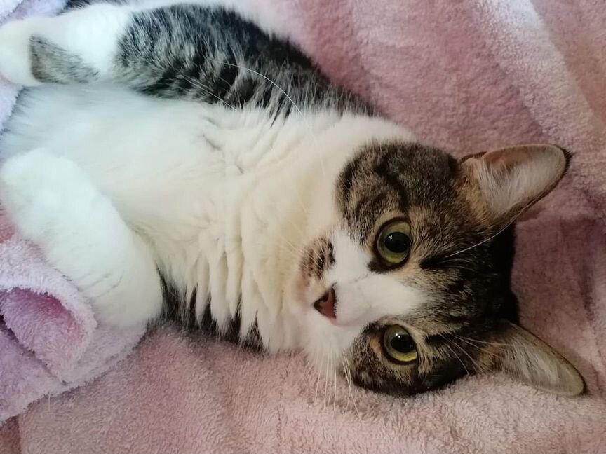 Кошечка Кнопка
