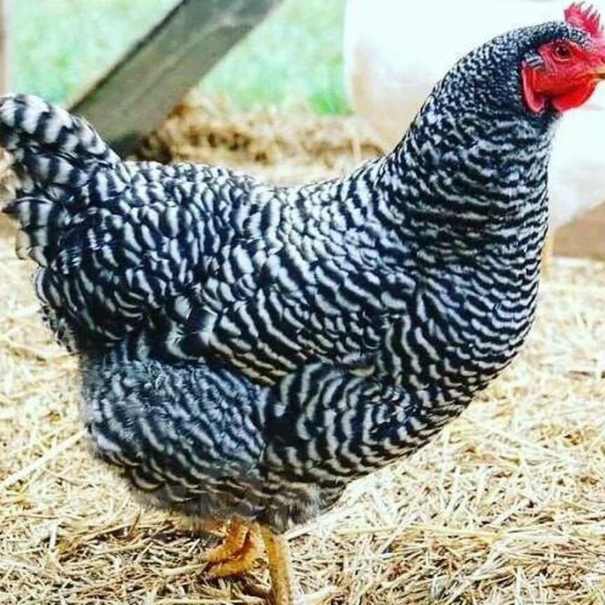 5 куриц и петух.Чешский доминант
