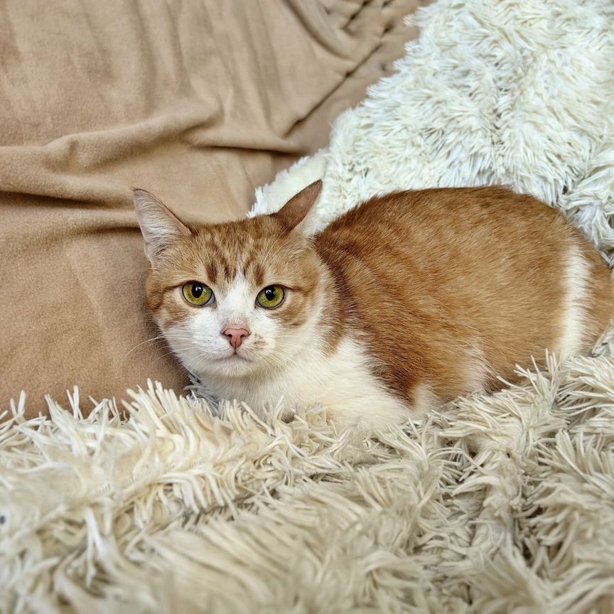 Очаровательный котик