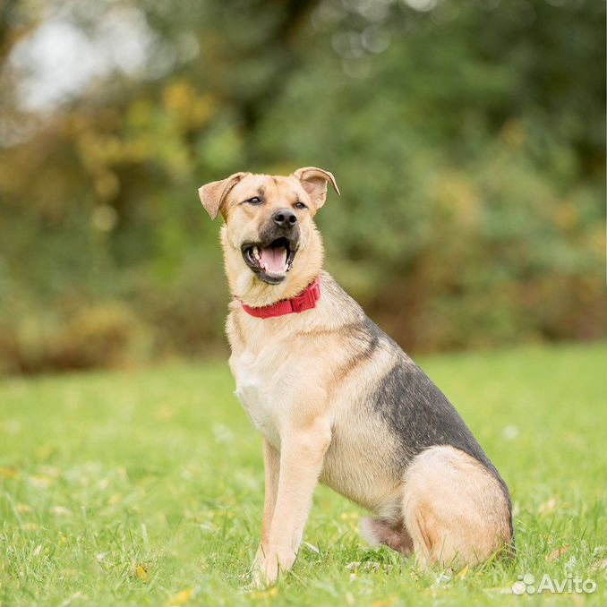 Собака мальчик Джерри 1,5 года