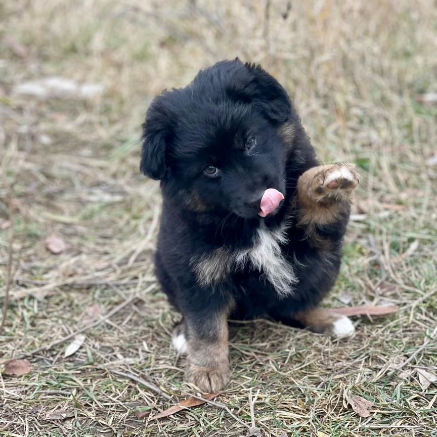 Малышка в добрые руки