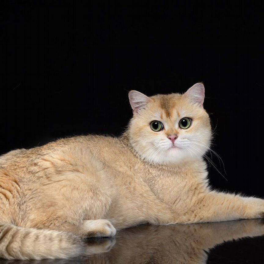 Золотая шиншилла вязка