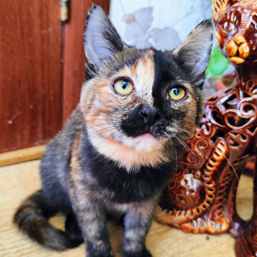 Кошечка Элизабет 3 месяца