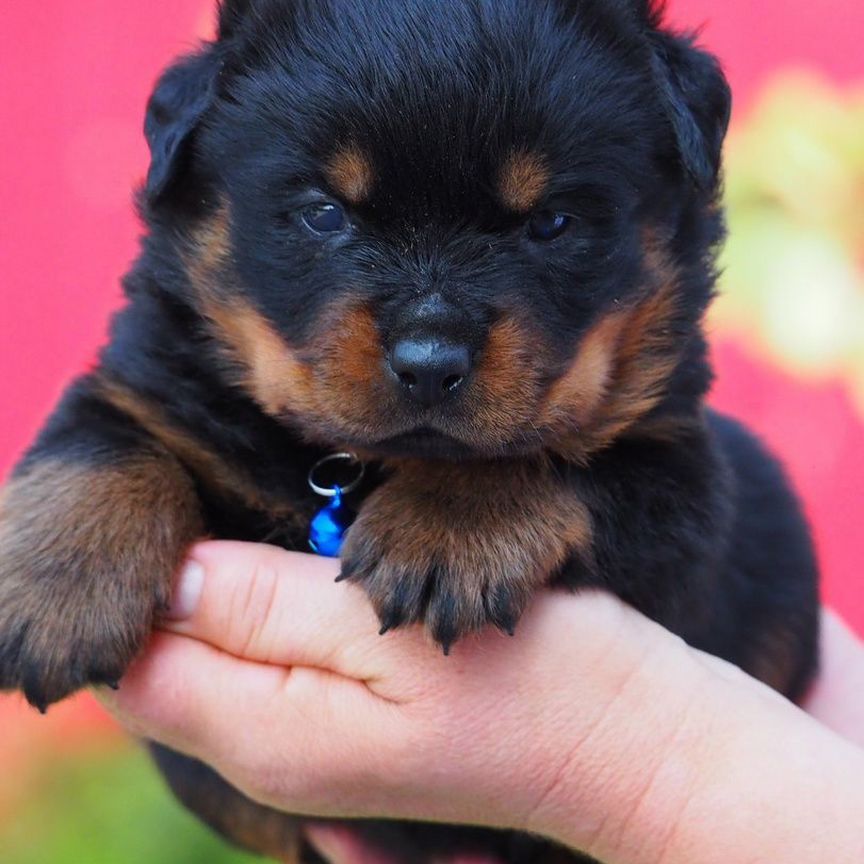 Щенки ротвейлера