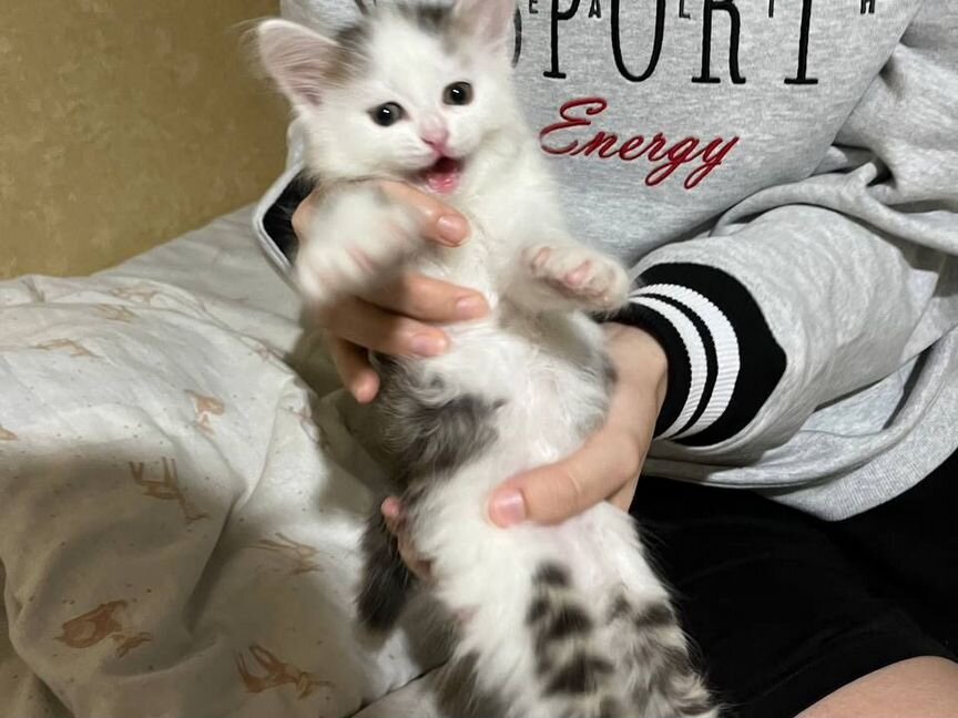 Котята в добрые руки