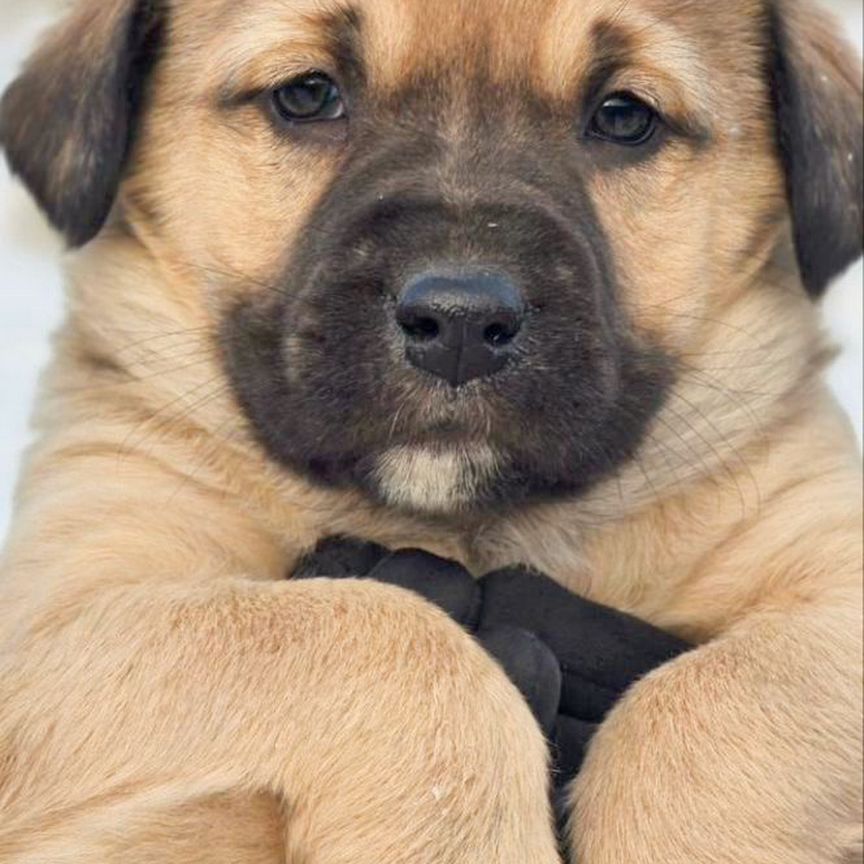 Щенок в добрые руки бесплатно