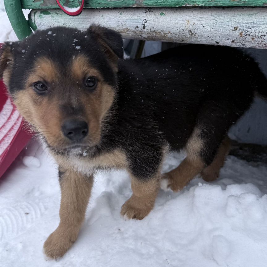 Щенок в добрые руки