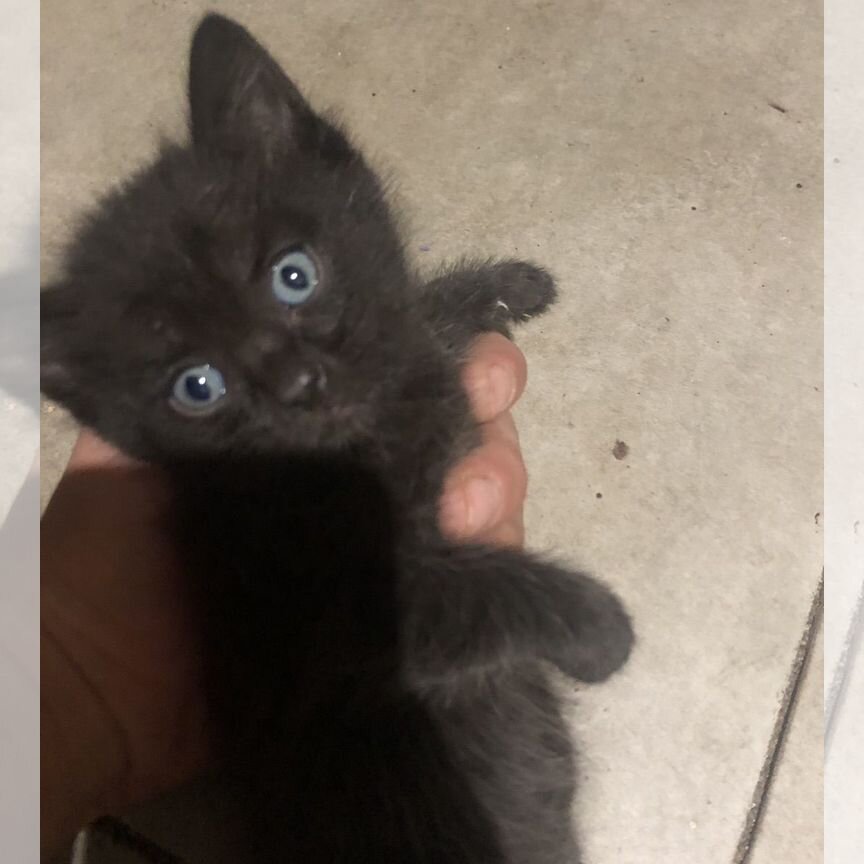 Котята писать ватсап